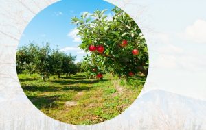 Livezi comunitare – proiect al organizației Savori de Roza pentru ...